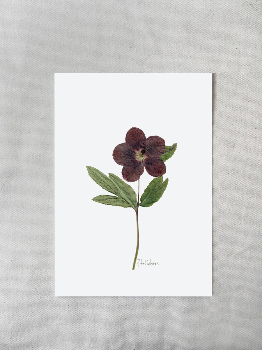 Hellebore (December) – Farly