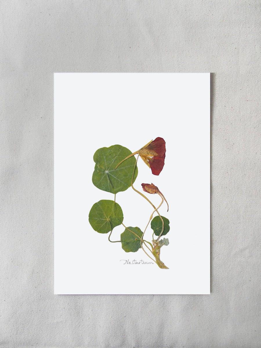 'Nasturtium' (September) – Farly